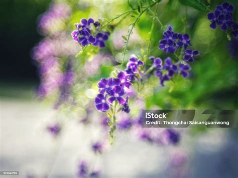골든 Dewdrop Crepping 하늘 꽃 비둘기 베리 태국 사람들이 촛불 상품 이라고합니다 보라색 꽃입니다 꽃 아름 다운 꽃