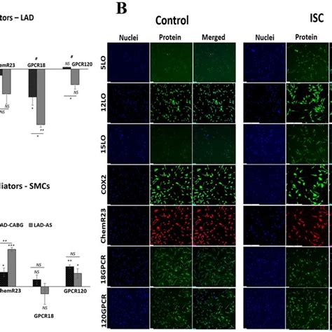 A The Quantification Of Protein Expression The Mean Fluorescence