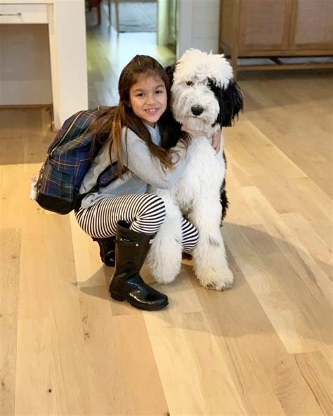 Sheepadoodle Full Grown