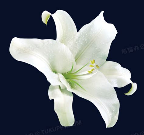 漂亮白色百合花PNG图片素材下载 白色PNG 熊猫办公