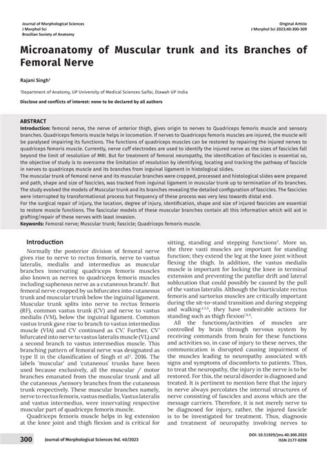 PDF Microanatomy Of Muscular Trunk And Its Branches Of Femoral Nerve