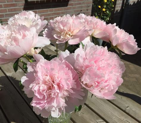 Peony alertie