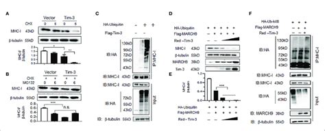Tim 3 Promotes Proteasome Dependent Degradation And Ubiquitination Of