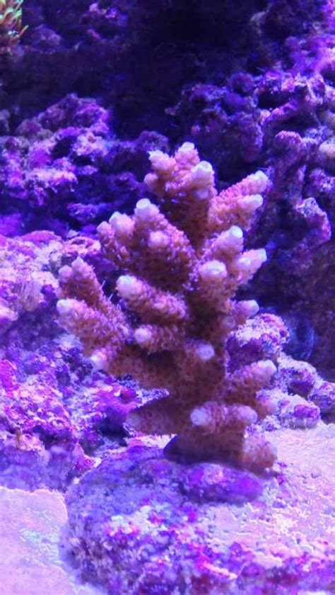 Sps Spotlight Rose Millepora Reef2reef