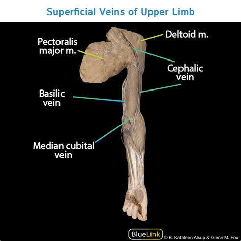 Gross Anatomy Glossary Veins Upper Extremity Ditki Medical