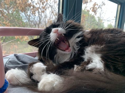 猫猫的颜值总在不断变化 Nga玩家社区