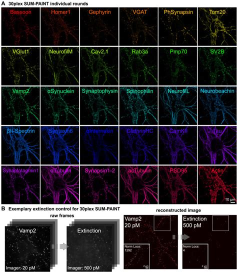 Spatial Proteomics In Neurons At Single Protein Resolution Cell