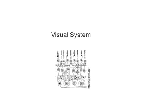 Ppt Visual System Powerpoint Presentation Free Download Id3665731