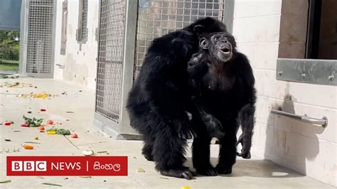 පර්යේෂණාගාරයක සිරවී සිටි චිම්පන්සියෙකු පළමු වරට බාහිර ලෝකය දුටු සංවේදී