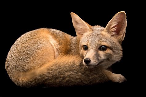 Arizona Kit Fox Vulpes Macrotis Arizonensis Joel Sartore