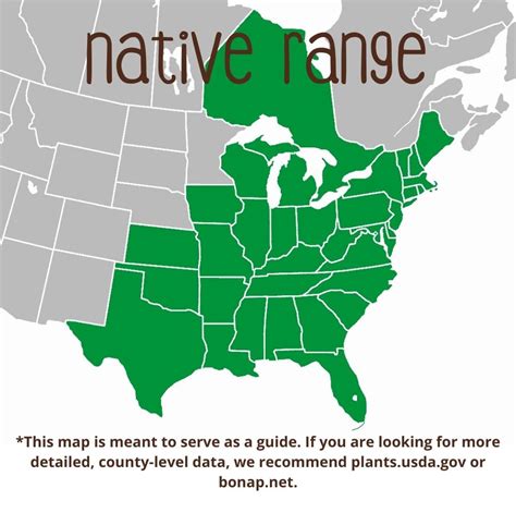 Buy Sassafras For Sale Online Direct Native Plants