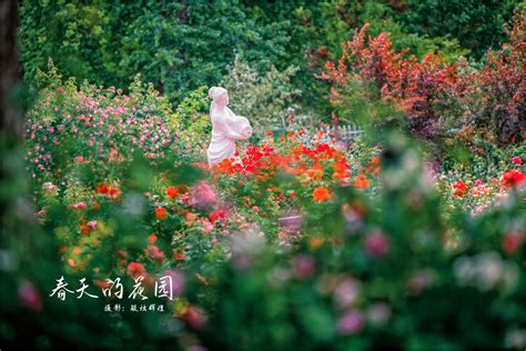 【春天的花园摄影图片】生态摄影太平洋电脑网摄影部落