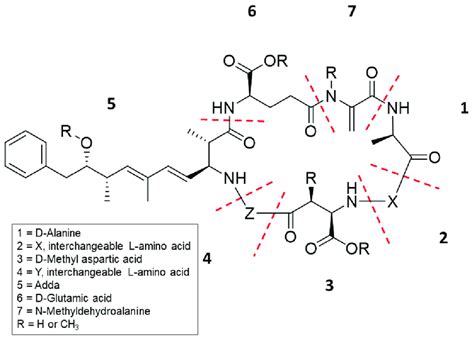 Structure Of Microcystin Mc And Identification Of Its Parts The R