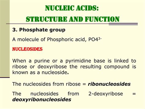 PPT NUCLEIC ACIDS STRUCTURE And FUNCTION PowerPoint Presentation