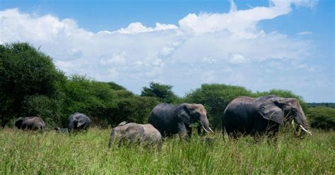 Tanzania Visa Check A Simple Step By Step Guide