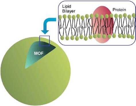 Cell Membrane Coated Mof Material Download Scientific Diagram