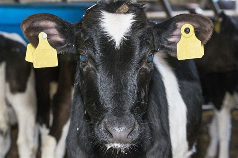 Top Management Practices For Successful Calf Rearing Agriland Ie