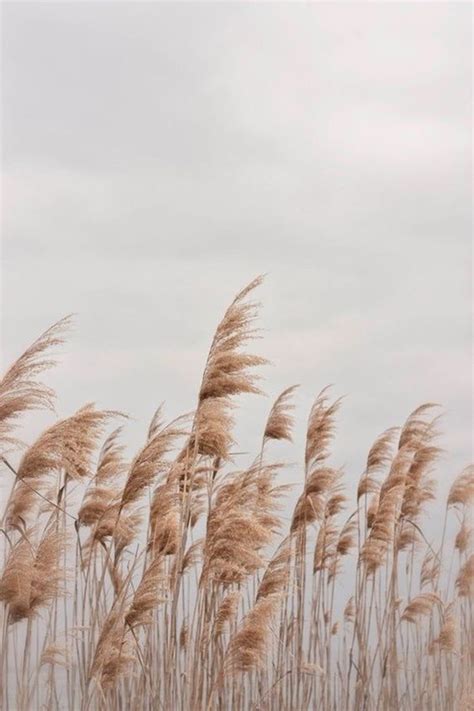 แจก 20 วอลเปเปอร์มือถือโทน Neutral เอาไว้แต่ง Ig สตอรี่ได้ Ladyissue เว็บรีวิวเครื่องสำอาง