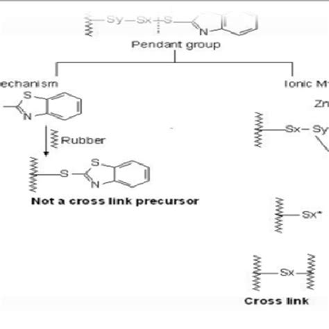 Comparison Between Two Vulcanization Processes With And Without Zinc Download Scientific
