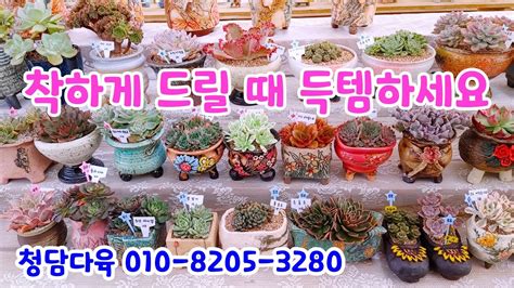 231005📍청담다육 줄라이나 백봉 슈가베이비 온슬로우 르느와르 더스티로즈 목단 마디바 블랙사바스 라즈아가 Youtube