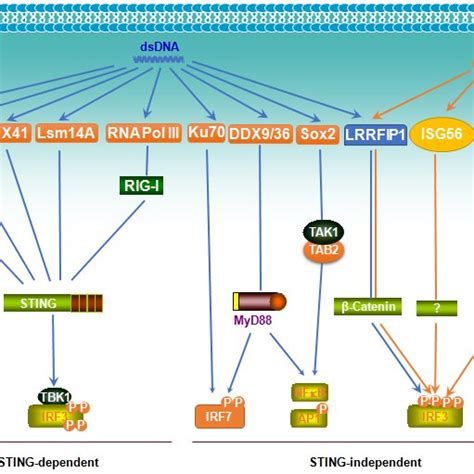 Hin200 Mediated Cytosolic Dsdna Sensing Pathways The Dsdna Sensors