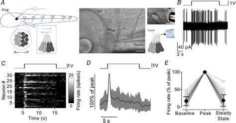 Firing Rate Adaptation In The Afferent Neurons During Stimulation Of