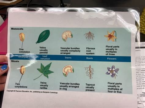 Biol 1407 Lab Practical One Flashcards Quizlet