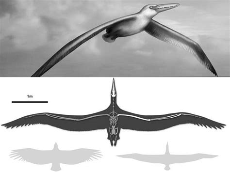Argentavis Magnificens Fossil