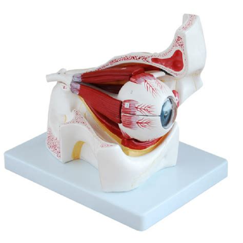 Eye With Orbit Bismillah Scientific Co