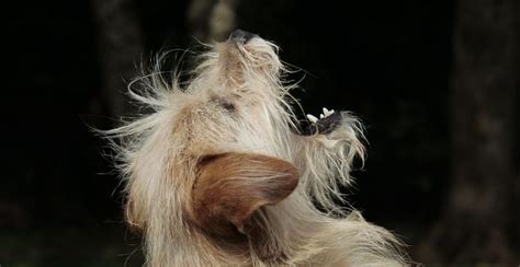 Sfaturi Pentru O Alimentatie Echilibrata A Cainelui Tau BLOG MobilePet