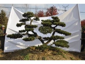 日本五针松 产品展示 丹东市振安区龙升苗圃