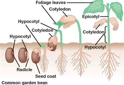 Five Ways To Increase Your Seed Germination Rates Science In Hydroponics