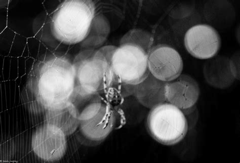 Cross Orb Weaver R Blackandwhite