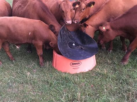 Why The Best Cattle Mineral Feeder Might Not Be What You Expect
