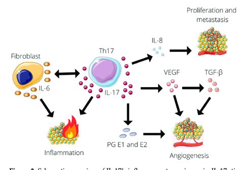 Schematic Overview Of Il 17s Influence On Tumorigenesis Il 17 Download Scientific Diagram