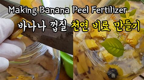 공짜로 바나나껍질 비료 만들기 식물이 잘자라는 천연비료 내손으로 만들기 네이버 Tv