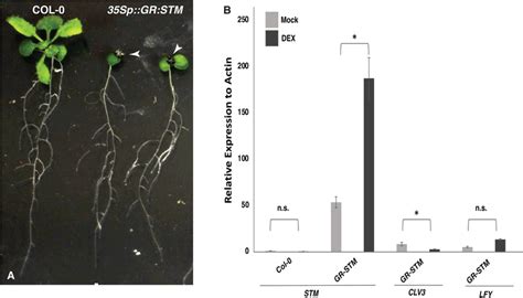 Relative Gene Expression Levels Of Stm And Clv3 A Seedling Phenotypes