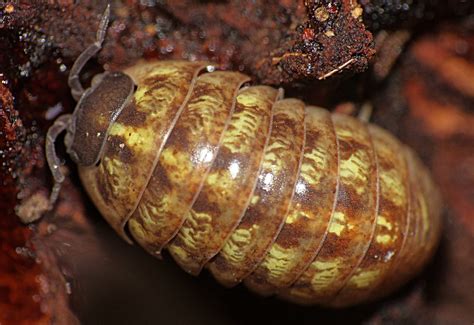 Common Pill Woodlouse From Chelsea Australia On May 13 2016 At 12 22