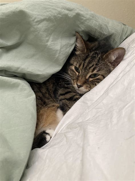 Kitty Nap Time A Series Rcats