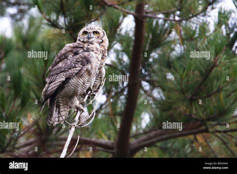 Juvenile Great Horned Owls Hi Res Stock Photography And Images Alamy
