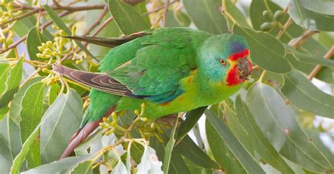 Swift Parrot Facing Extinction As Decline Accelerates Birdguides