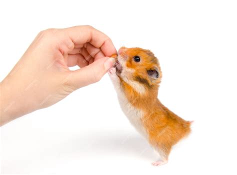 Premium Photo Cute Syrian Hamster Taking A Nut From A Human Hand