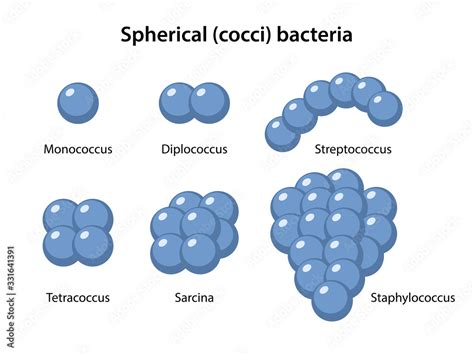 Types Of Coccus Bacteria Coccus Morphology Microbiology Spherical Shapes Monococcus
