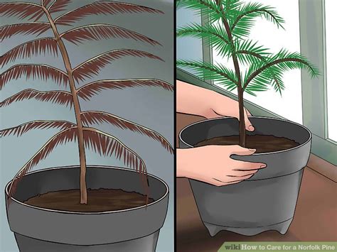 How To Care For A Norfolk Pine 15 Steps With Pictures Wikihow