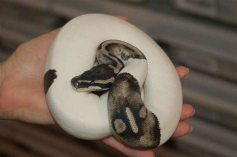 Axanthic Killer Clown Ball Python