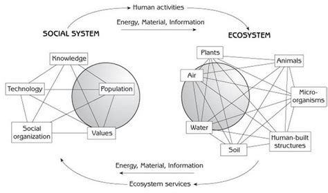 32 Ecosystems Systems Thinking Ideas Systems Thinking Ecosystem Diagram With Explanation