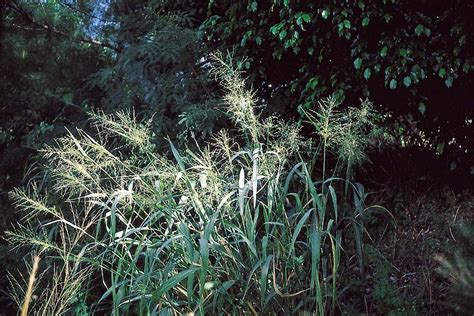 Panicum Maximum Jacq Species Images