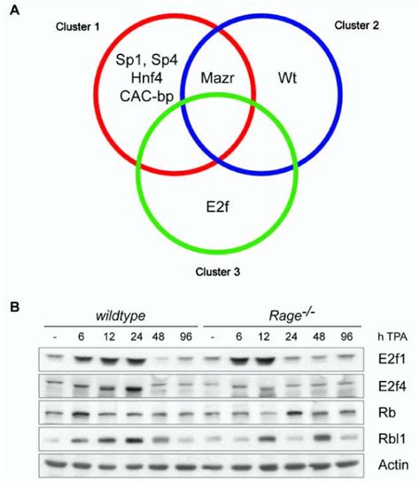 In Silico Promoter Analysis Of Differentially Expressed Genes 24 Hours Download Scientific