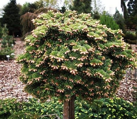 Picea Pungens Ruby Teardrops Colorado Spruce Artofit