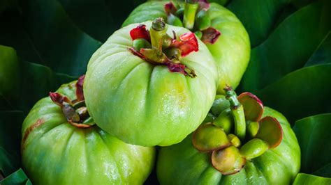 Exploring Garcinia Cambogia Supplement Contract Manufacturing